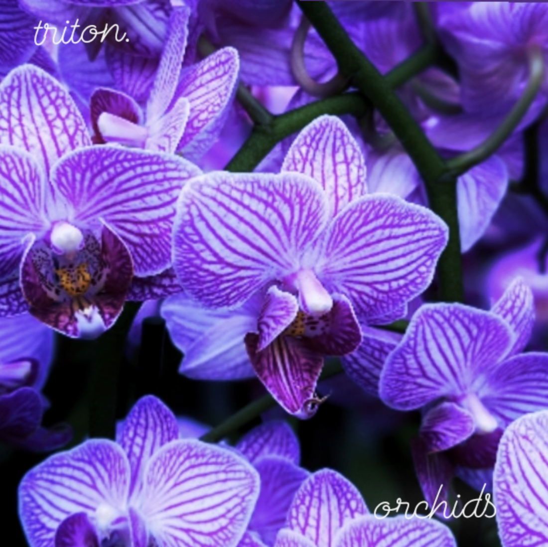 triton. Shares "orchids" Featuring Tim Payne (Thursday) and Jarrod ...
